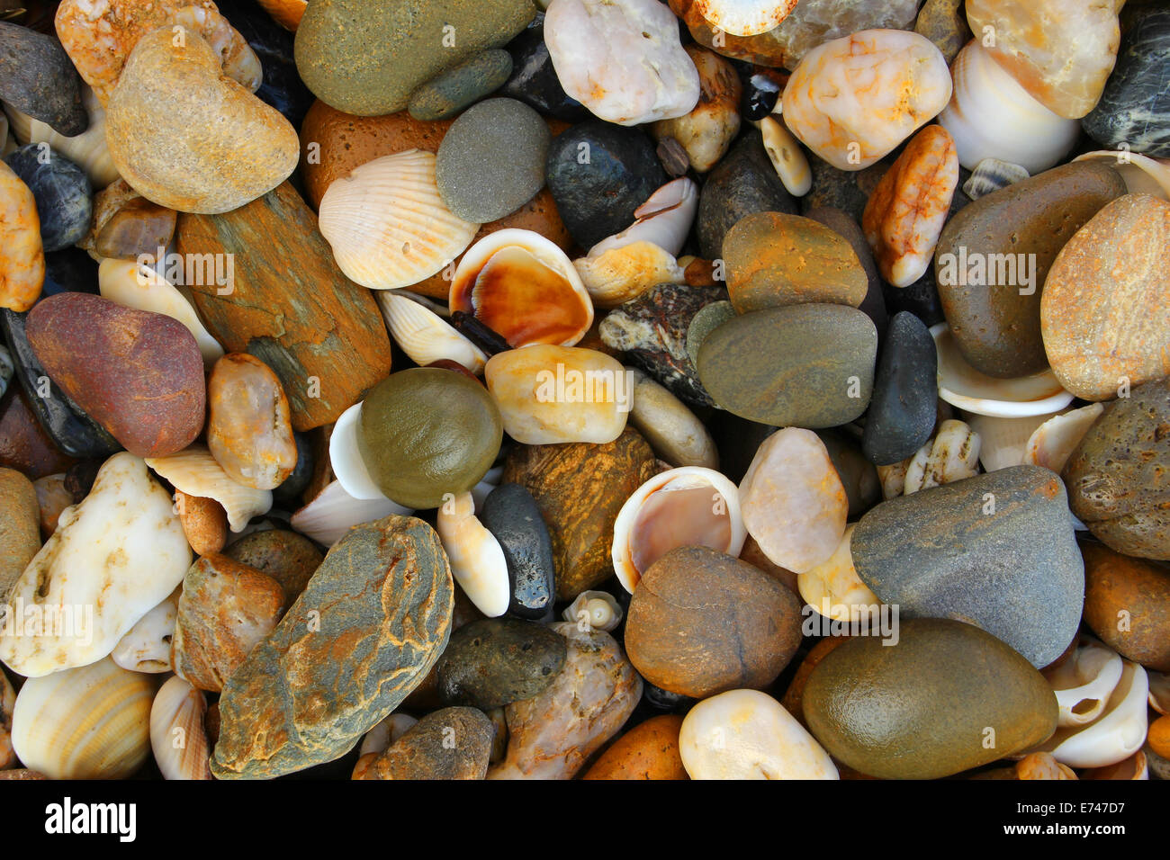 Pebbles and shells Stock Photo - Alamy