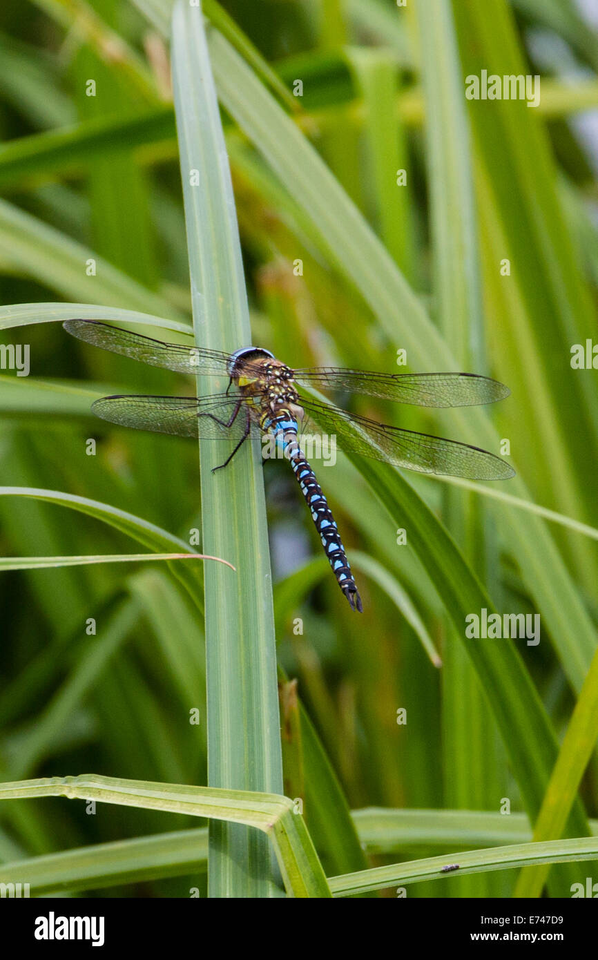 Blue Hawker Dragonfly (Aeshna cyanea) aka Southern Hawker Stock Photo ...