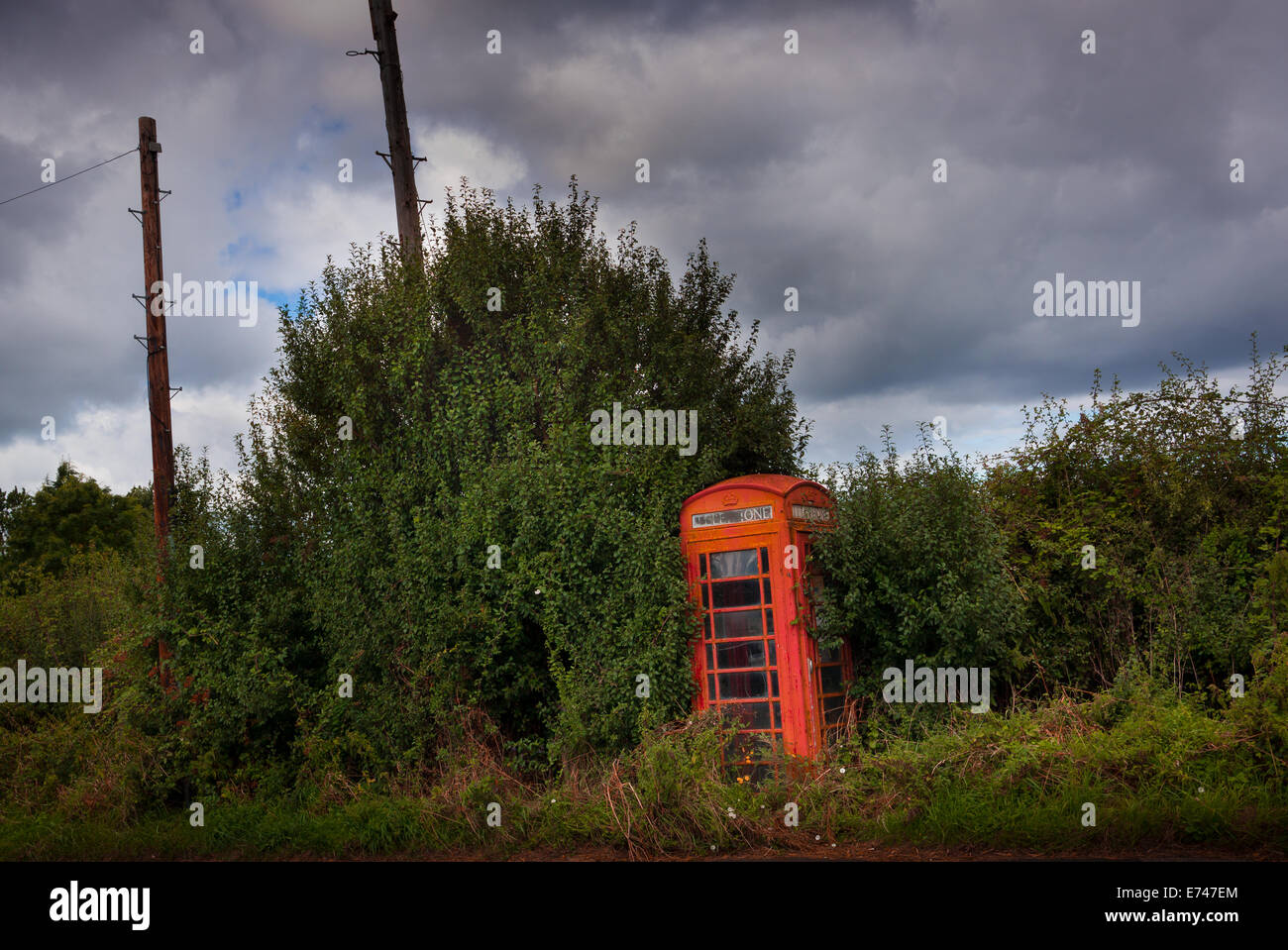 RED TELEPHONE BOX IN OVERGROWN HEDGEROW LEANING OVER ,DISUSED ,WINDOWS ...