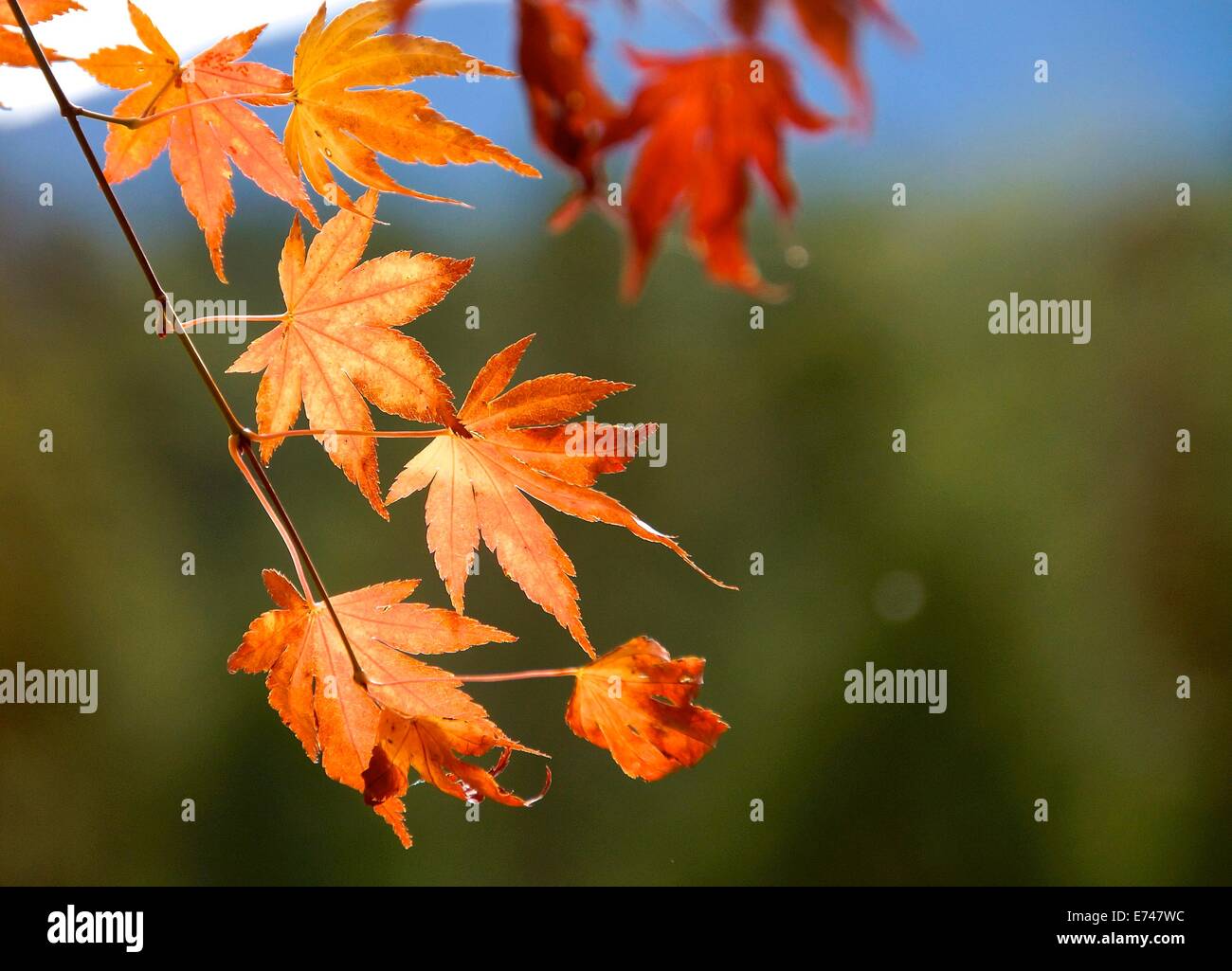 The beautiful maple leaves closeup in forests Stock Photo - Alamy