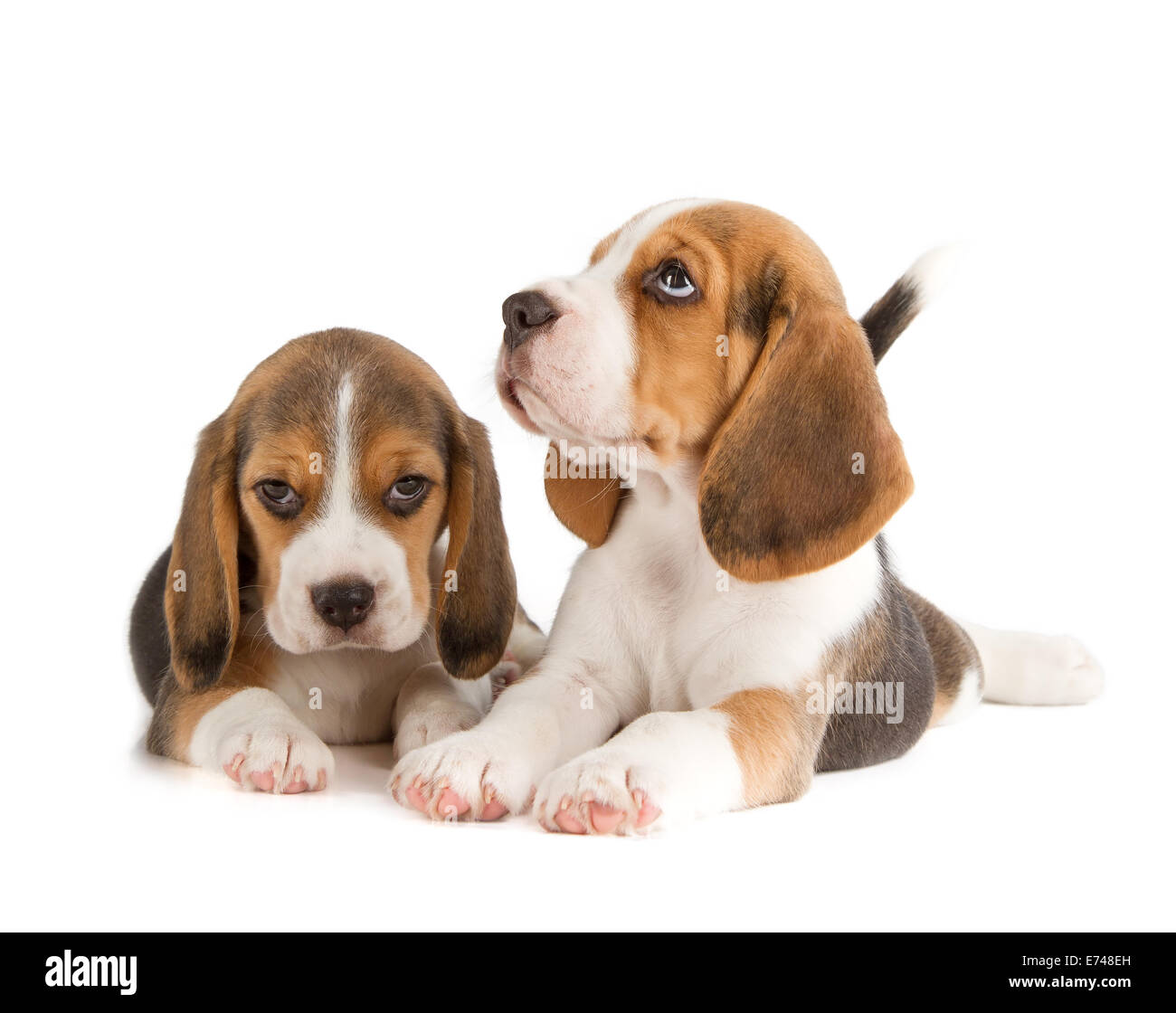 Cute Beagle Puppies