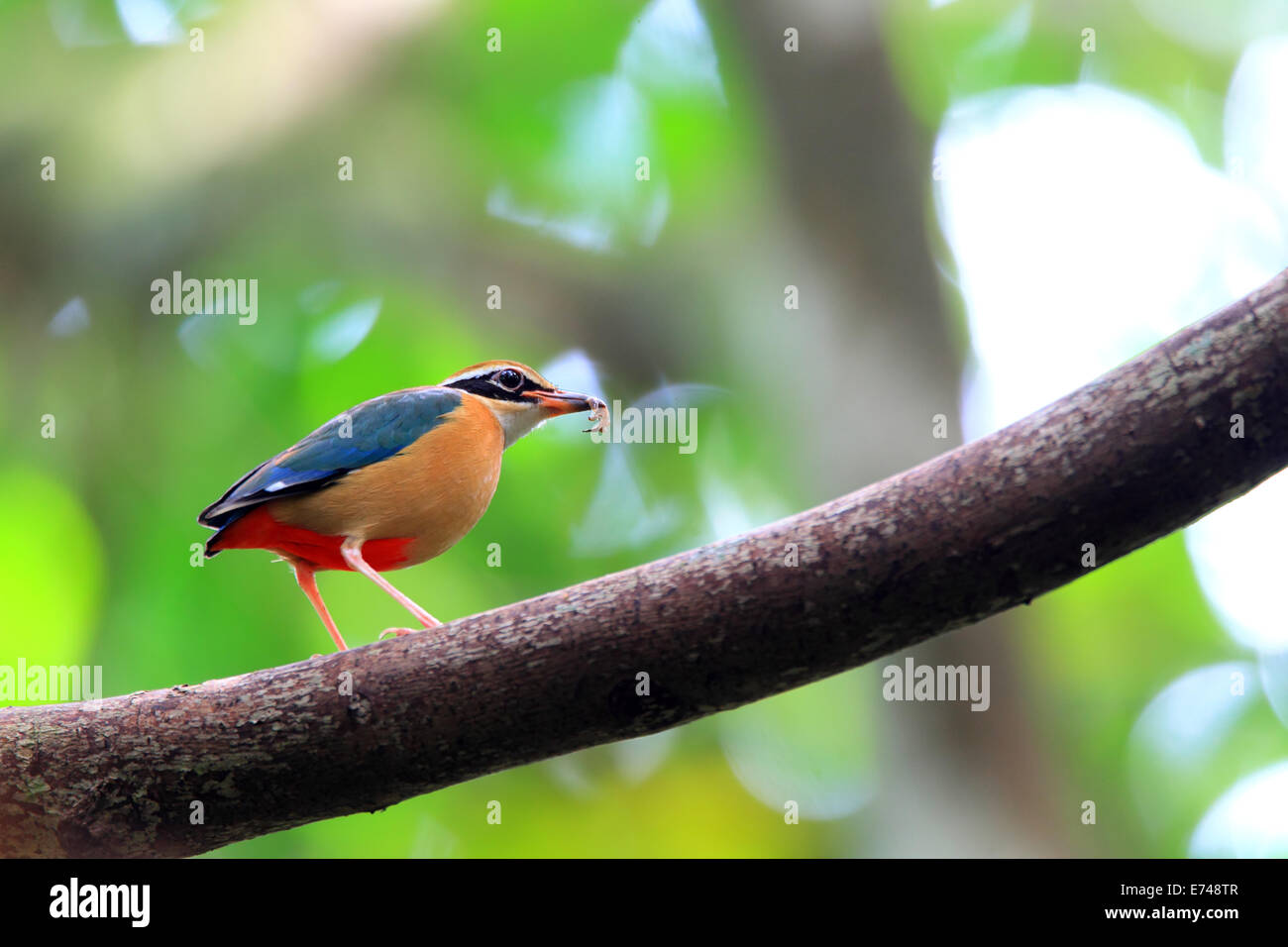 Indian pitta brachyura in sri hi-res stock photography and images - Alamy