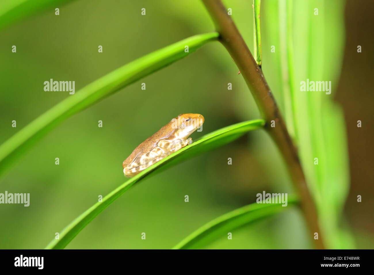 Common hour glass tree frog hi-res stock photography and images - Alamy