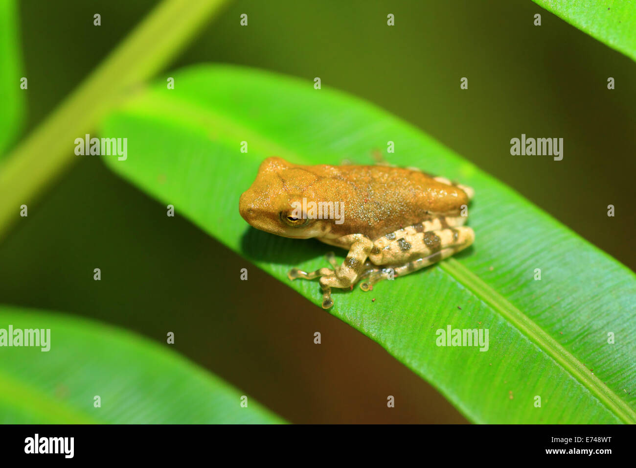 Common hour-glass tree frog (Polypedates cruciger) in Kitulgala forest ...