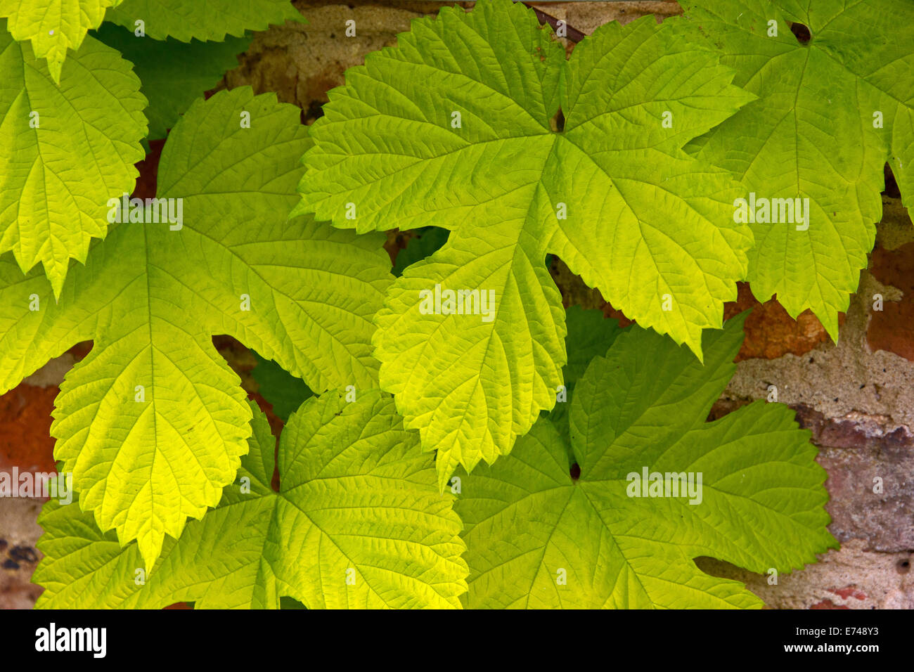 Hops, Humulus Lupulus "Aureus Stock Photo - Alamy