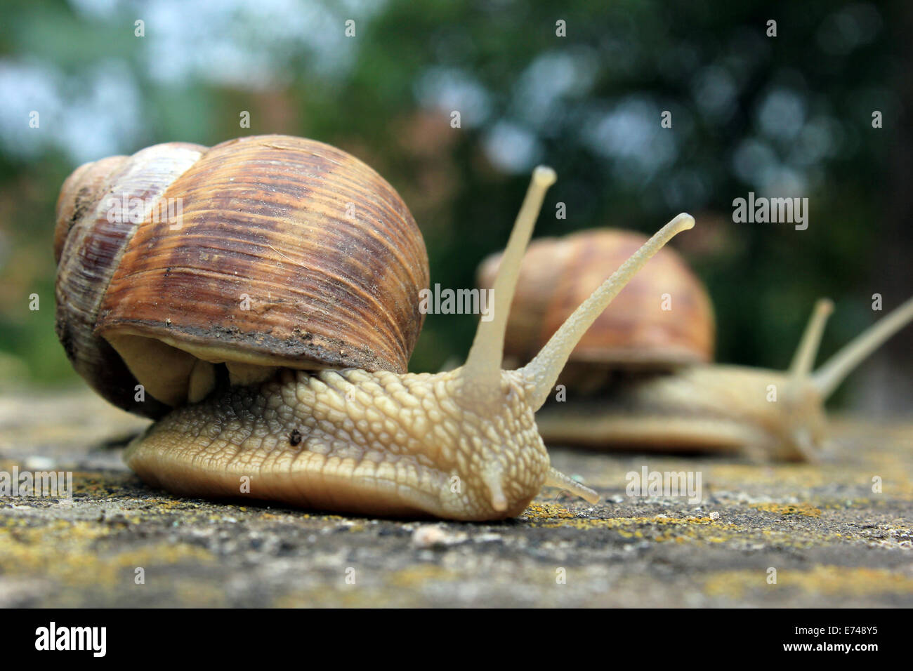 Two snails on the rock Stock Photo - Alamy