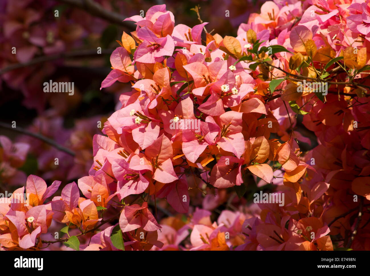 Bougainvillea plant in bloom Stock Photo - Alamy