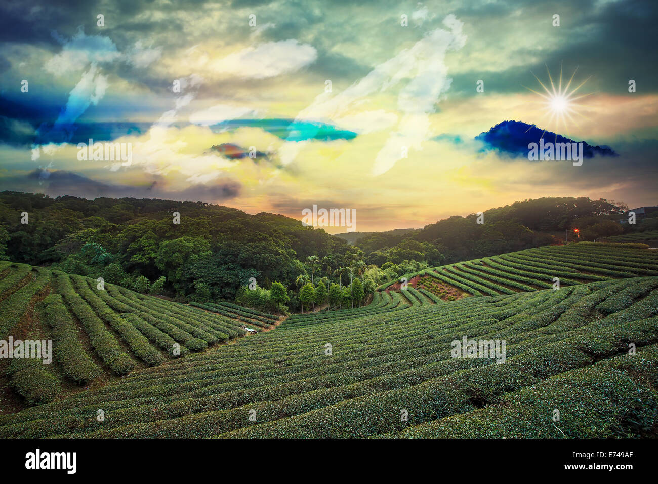 Beautiful tea garden hi-res stock photography and images - Alamy