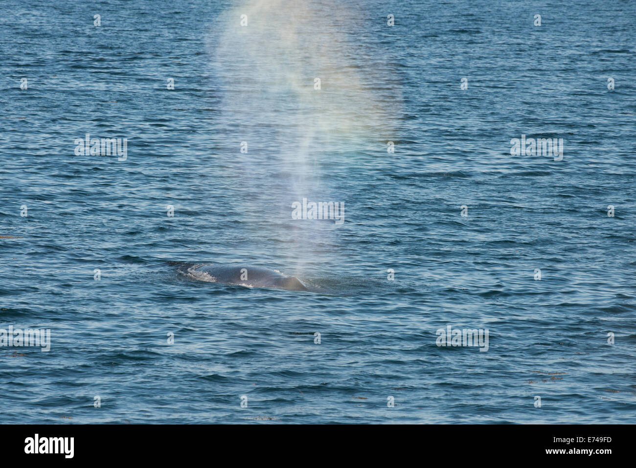 Canada, Quebec, Sagueany Fjord. Fin whale (WILD: alaenoptera physalus ...