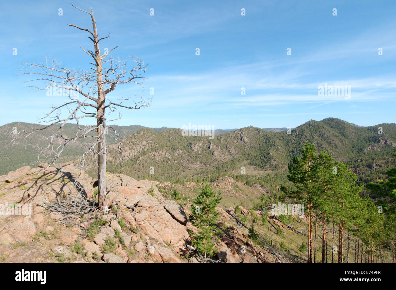 Dry tree on a background of mountains. Merkit tract, Buryatia, Siberia ...