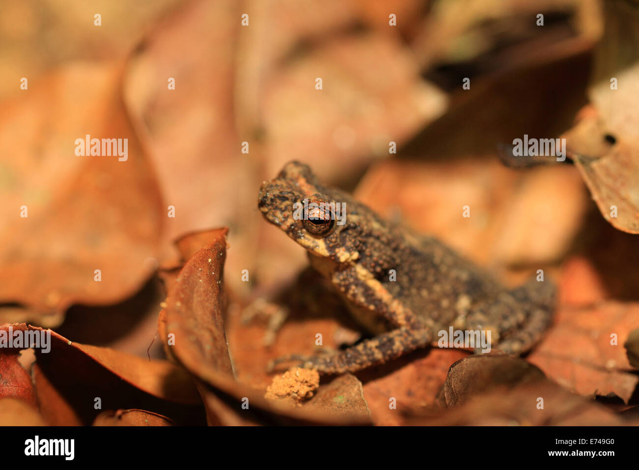 Kelaart's dwarf toad (Adenomus kelaartii) in Kitulgala forest, Sri ...