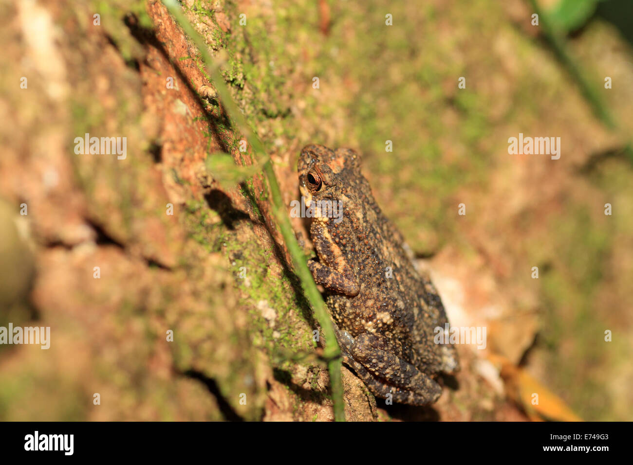 Kelaart's dwarf toad (Adenomus kelaartii) in Kitulgala forest, Sri ...