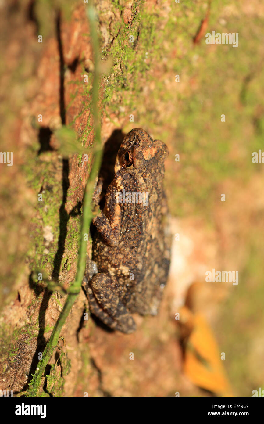 Kelaart's dwarf toad (Adenomus kelaartii) in Kitulgala forest, Sri ...