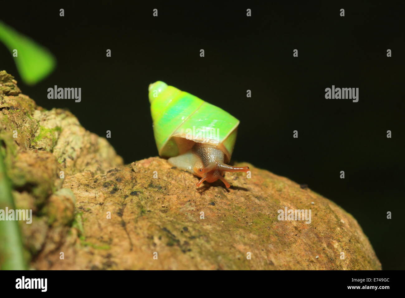 Endemic snail hi-res stock photography and images - Alamy