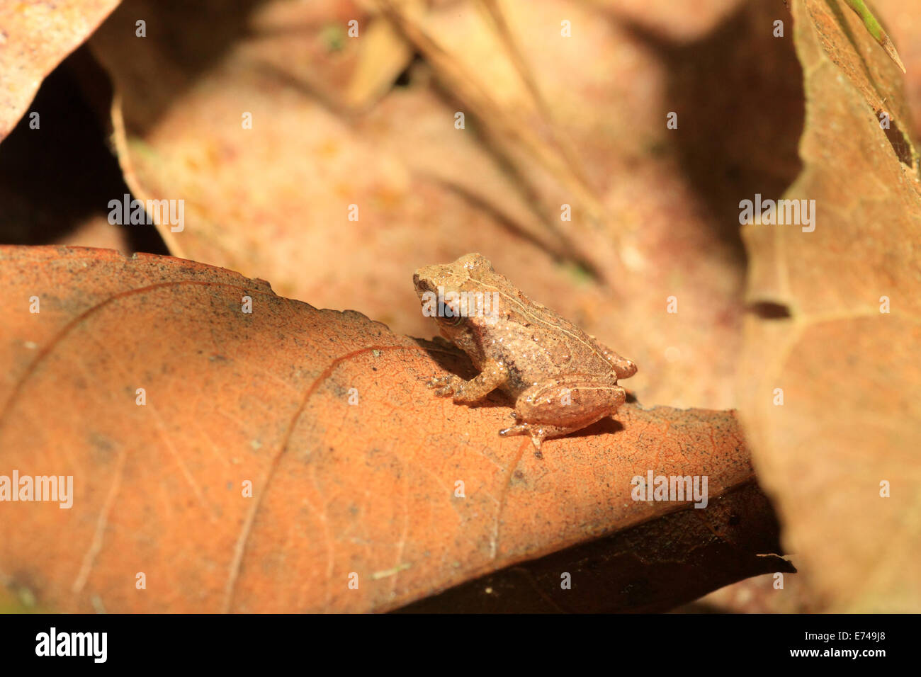 Sri Lanka Endemic frog (Pseudophilautus schneideri) in Kitulgala forest ...