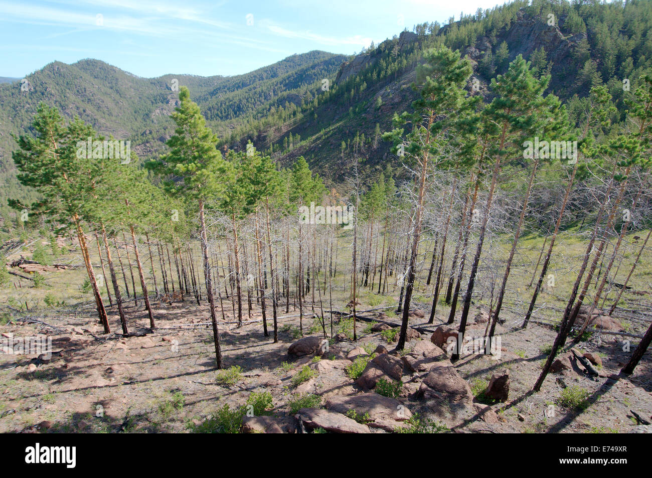 Merkit tract, Buryatia, Siberia, Russian Federation Stock Photo - Alamy