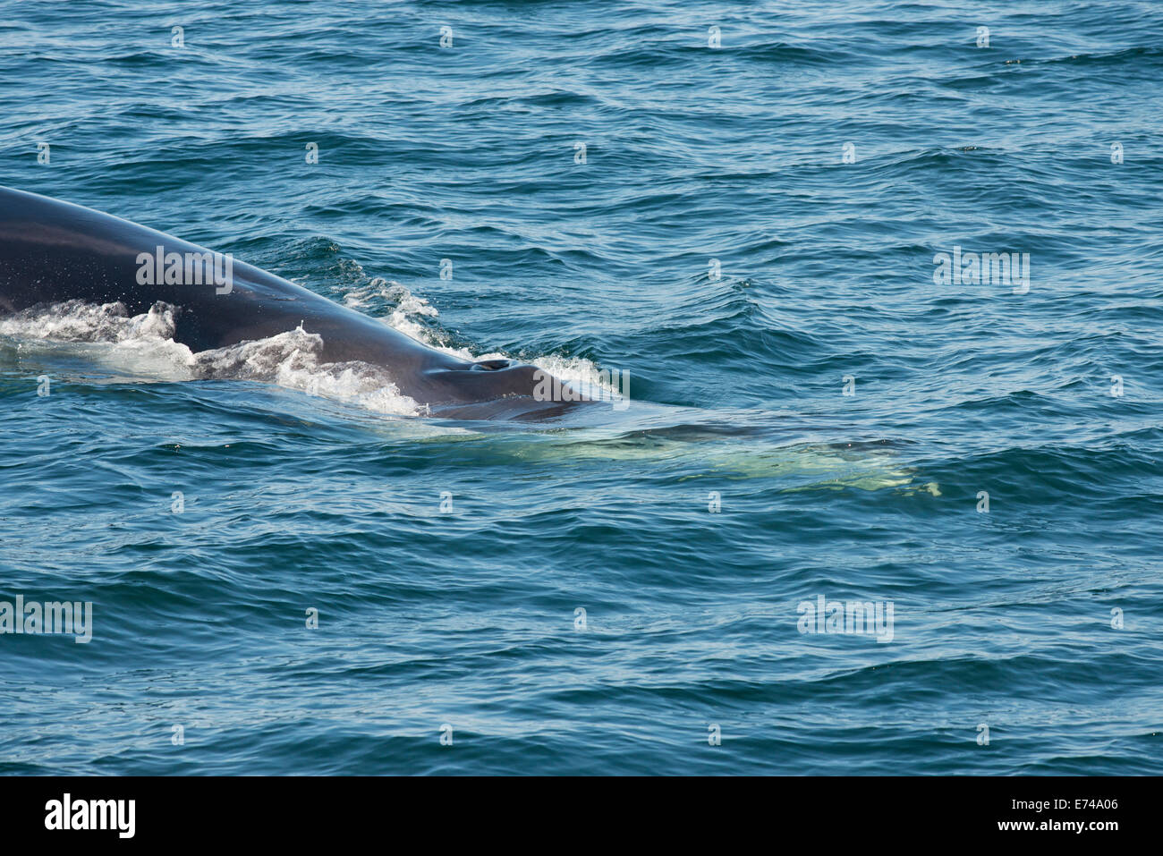 Canada, Quebec, Sagueany Fjord. Fin whale (WILD: alaenoptera physalus ...