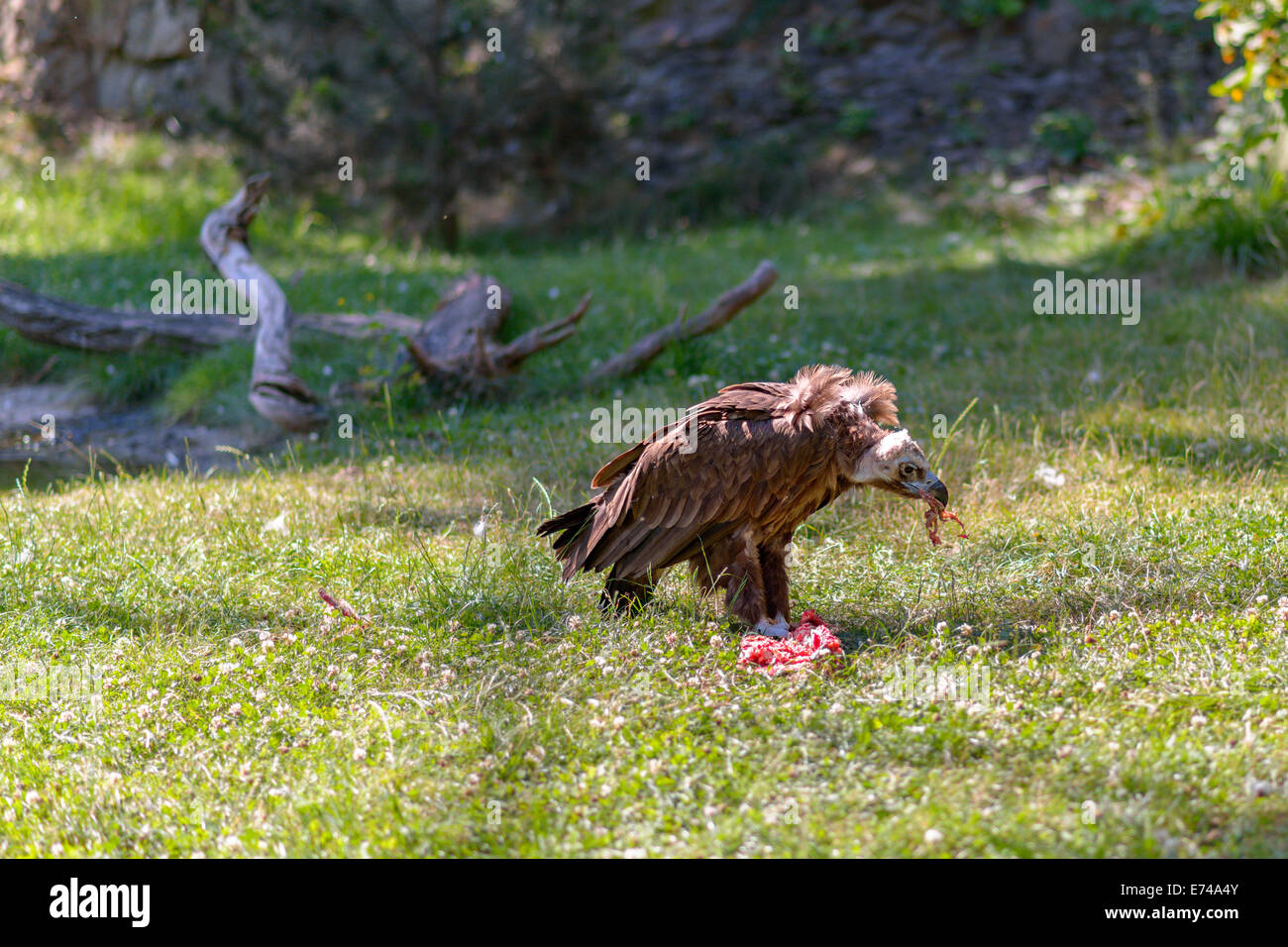 Vulture eating meat hi-res stock photography and images - Alamy