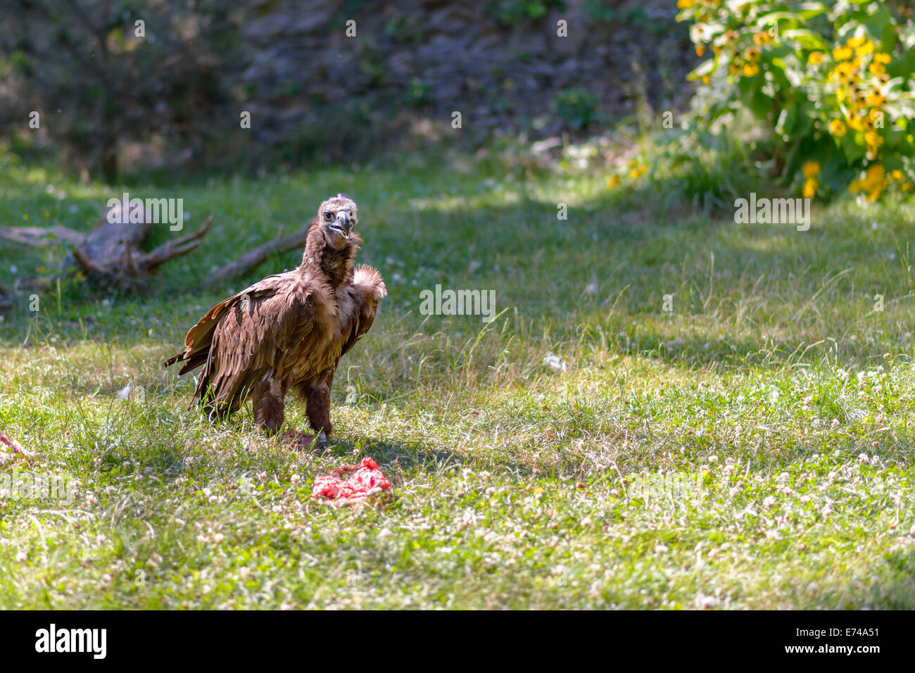Griffon Vulture eating it's prey Stock Photo - Alamy