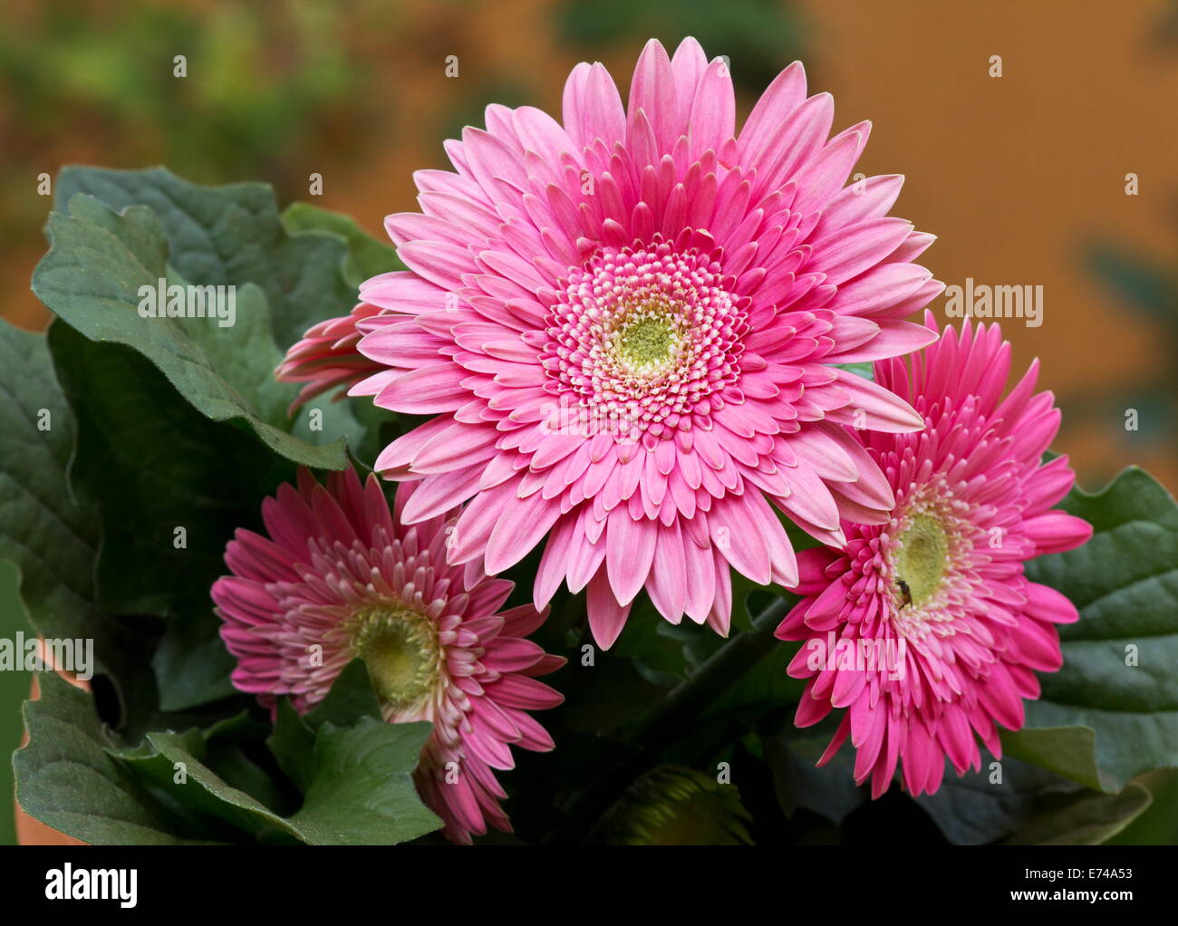 Pink Gerbera Daisy (Gerber Daisy) in bloom Stock Photo - Alamy