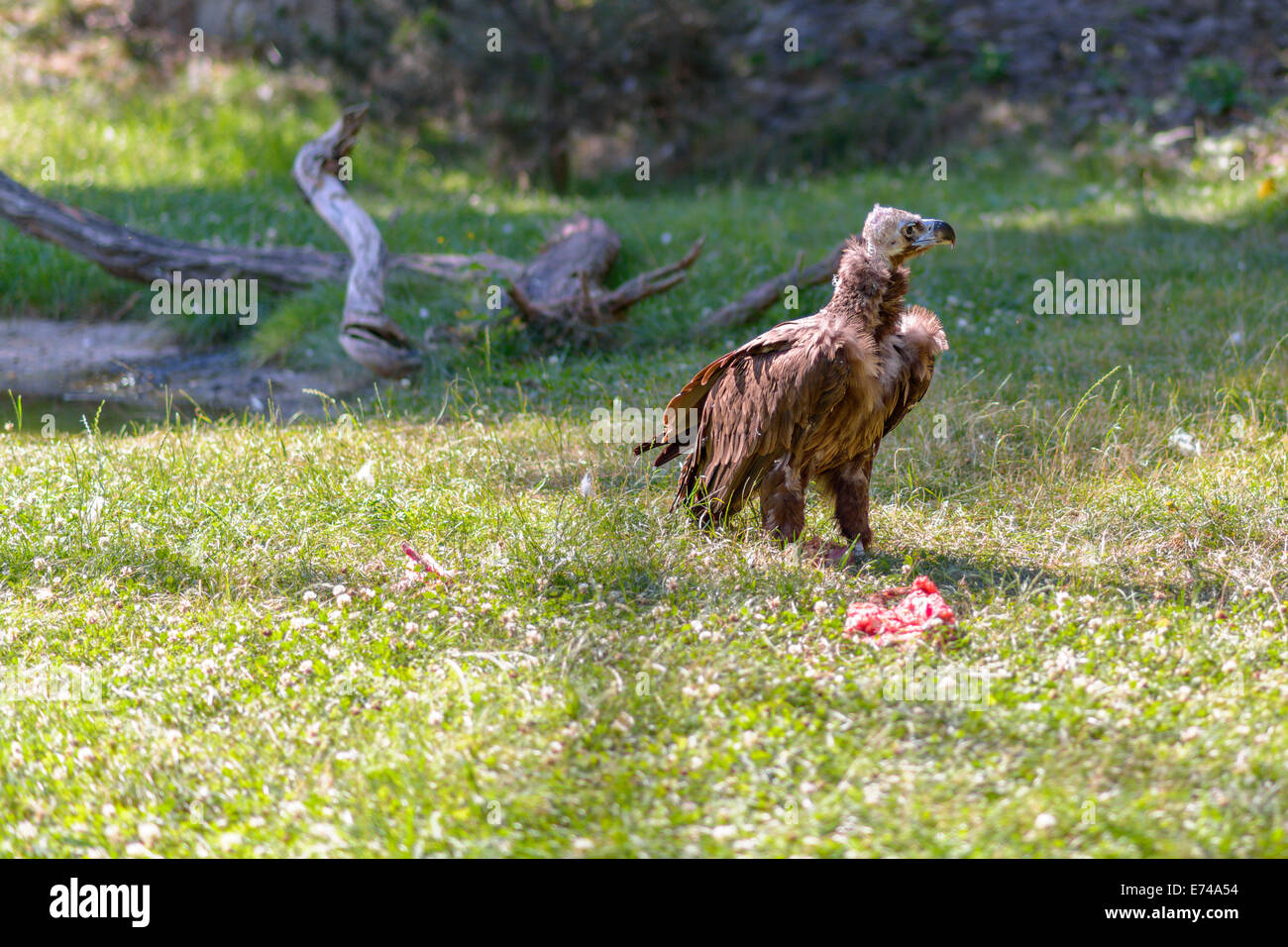Vulture eating meat hi-res stock photography and images - Alamy