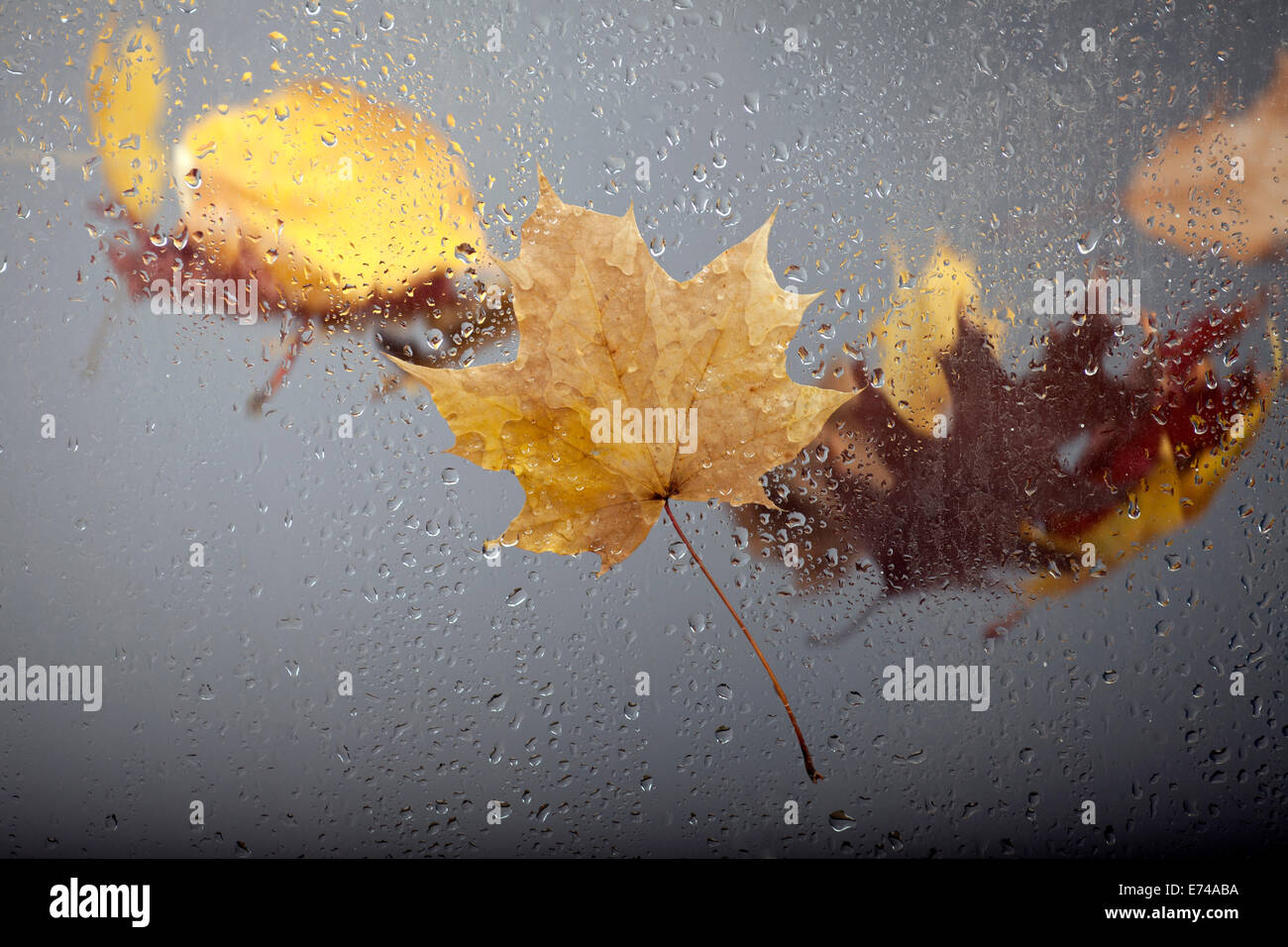 View of falling autumn leaves through the window with rain drops Stock ...