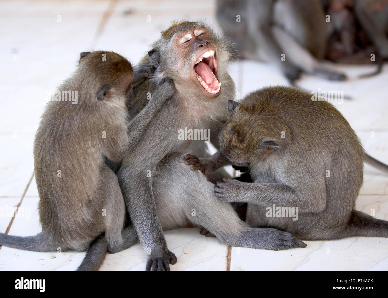 Monkey Laughing