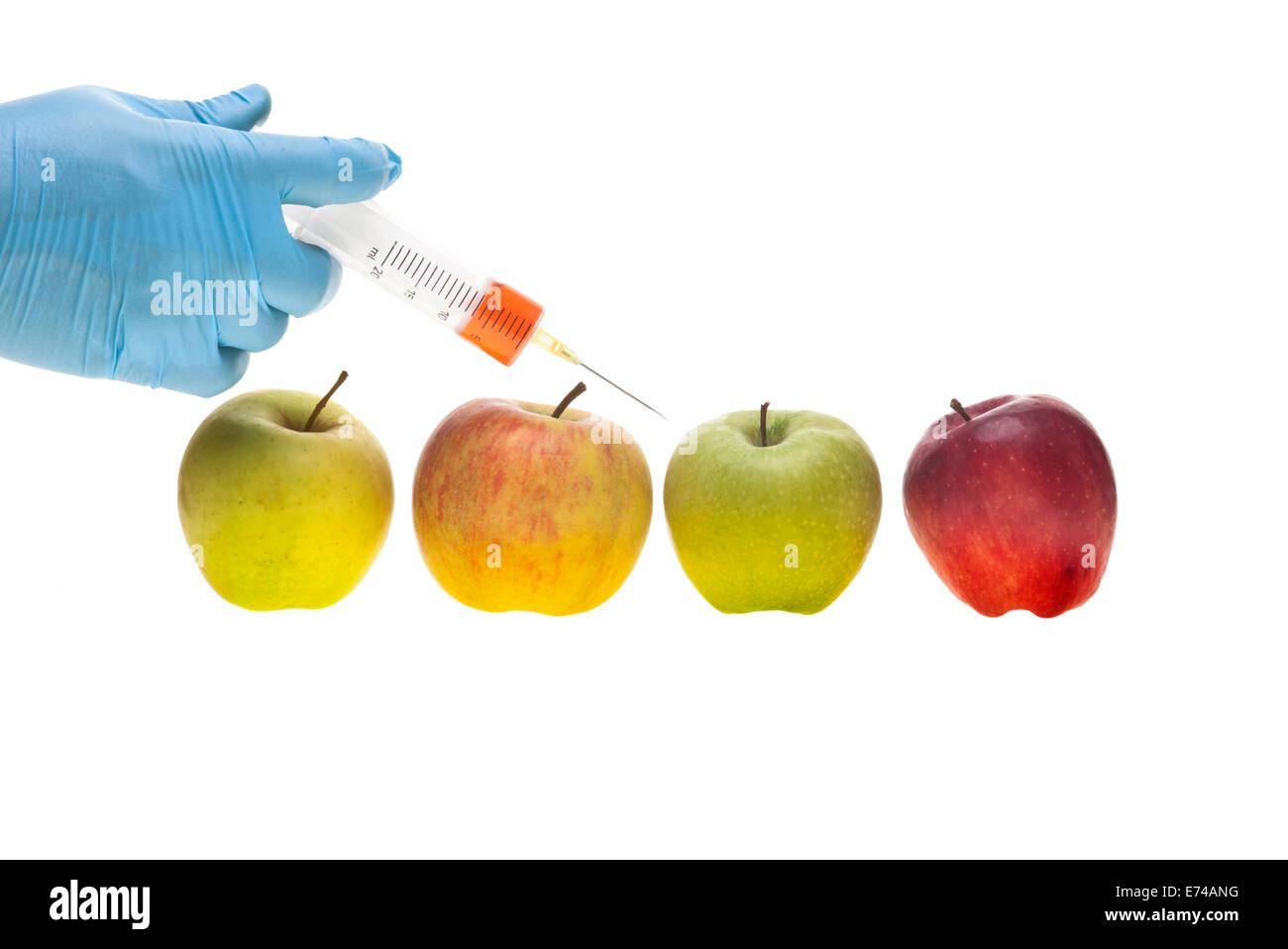 Genetic experiment with four different sorts of apples Stock Photo - Alamy