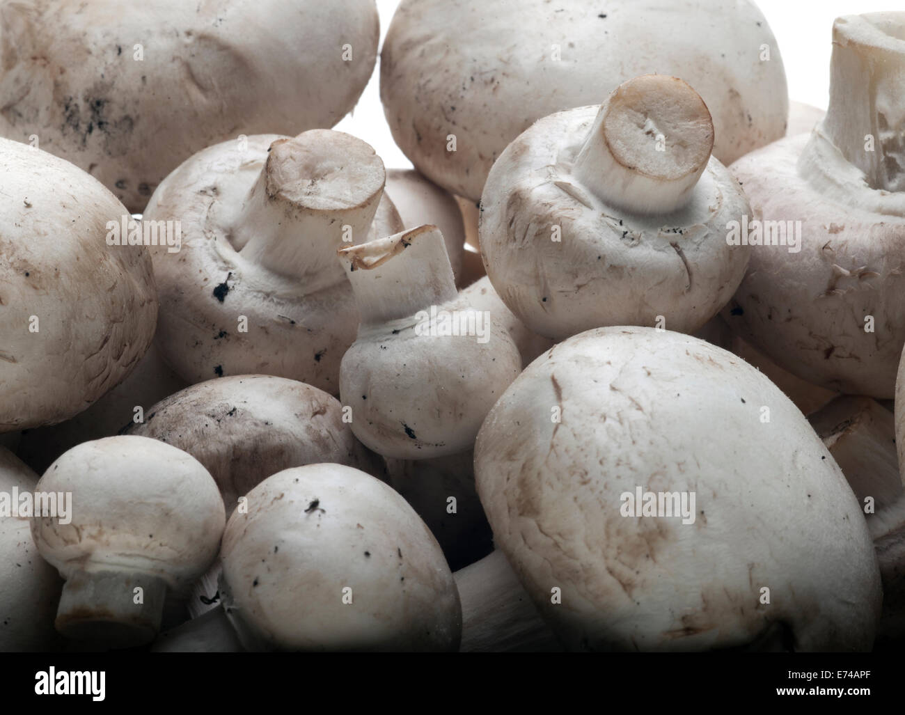 Button or champignon mushroom isolated on white Stock Photo - Alamy