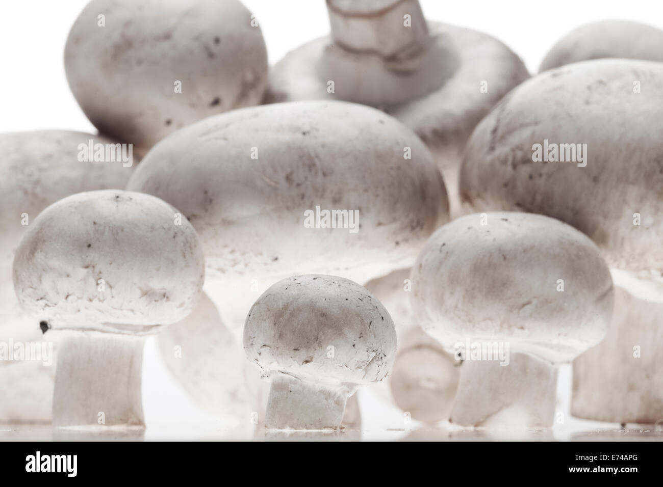Button or champignon mushroom isolated on white. Focus of the little ...
