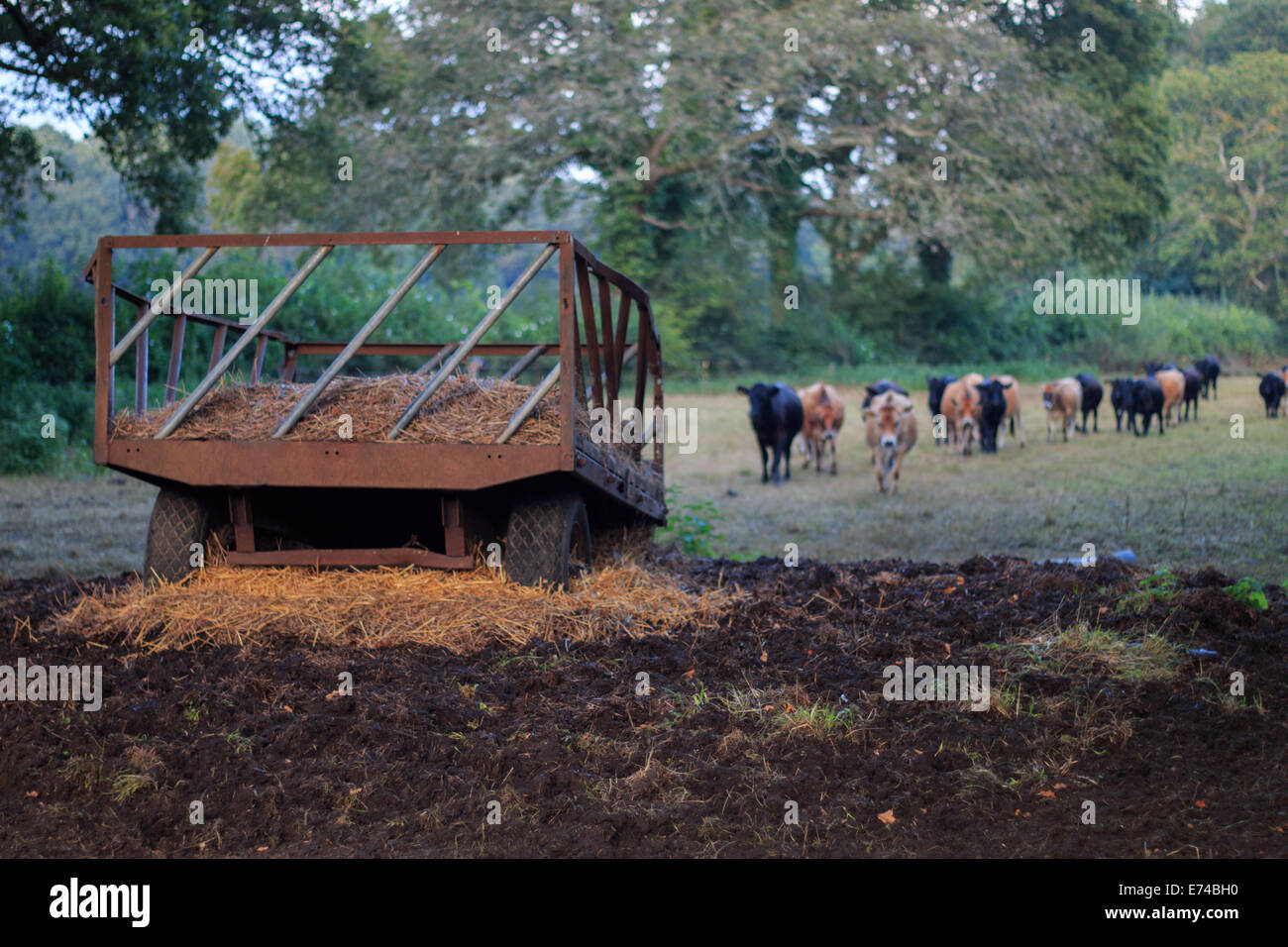 Cows heading towards trailer of hay for evening meal Stock Photo - Alamy