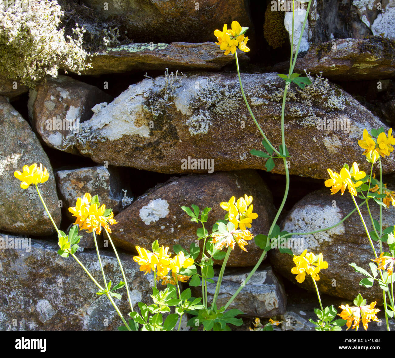 Wildflowers and stone wall Stock Photo - Alamy