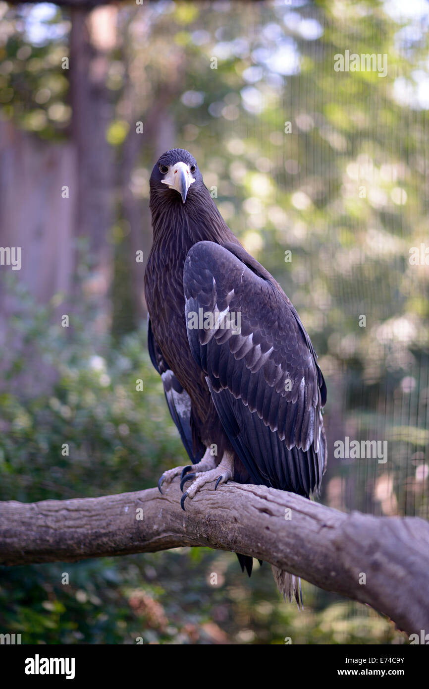 White tailed eagle bird hi-res stock photography and images - Alamy