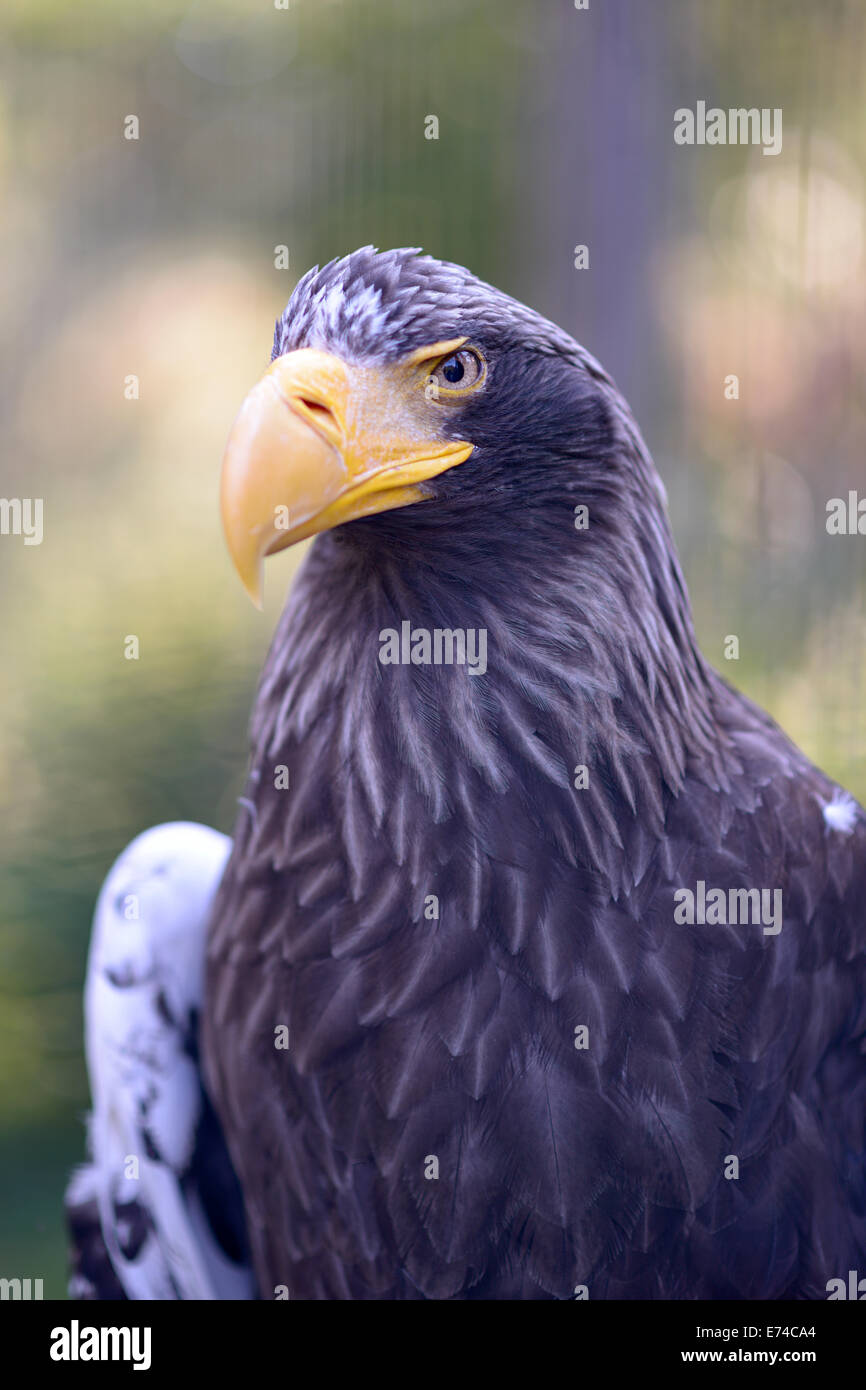 The white eagle hi-res stock photography and images - Alamy
