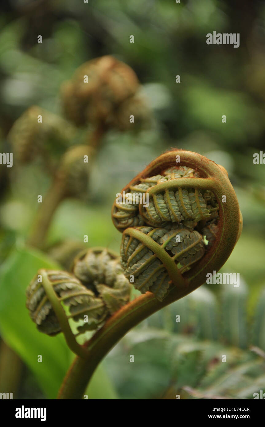 Baby Hapuu ii Tree Fern unrolled in the morning Stock Photo - Alamy