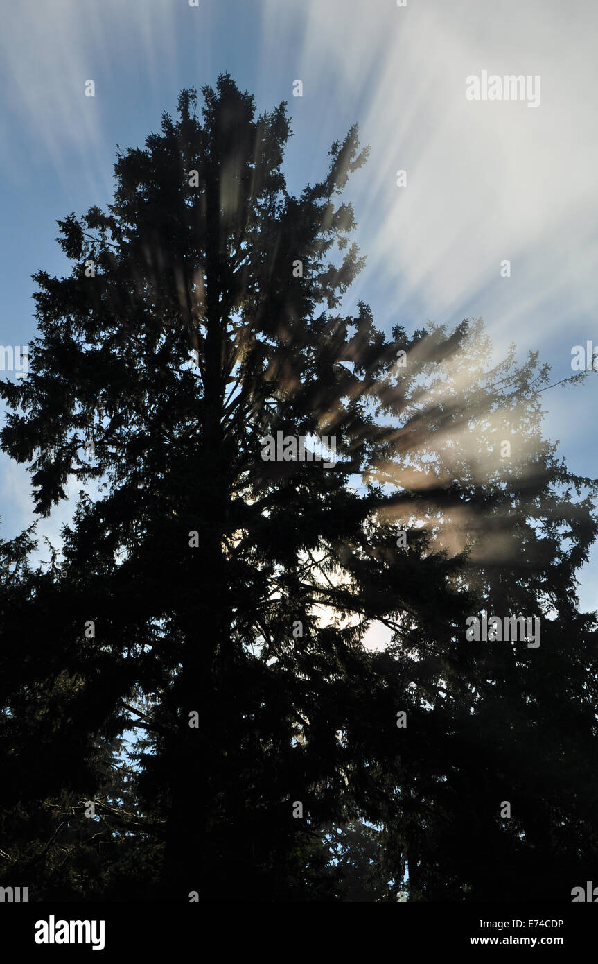 A tree with a glow from sun rays Stock Photo - Alamy