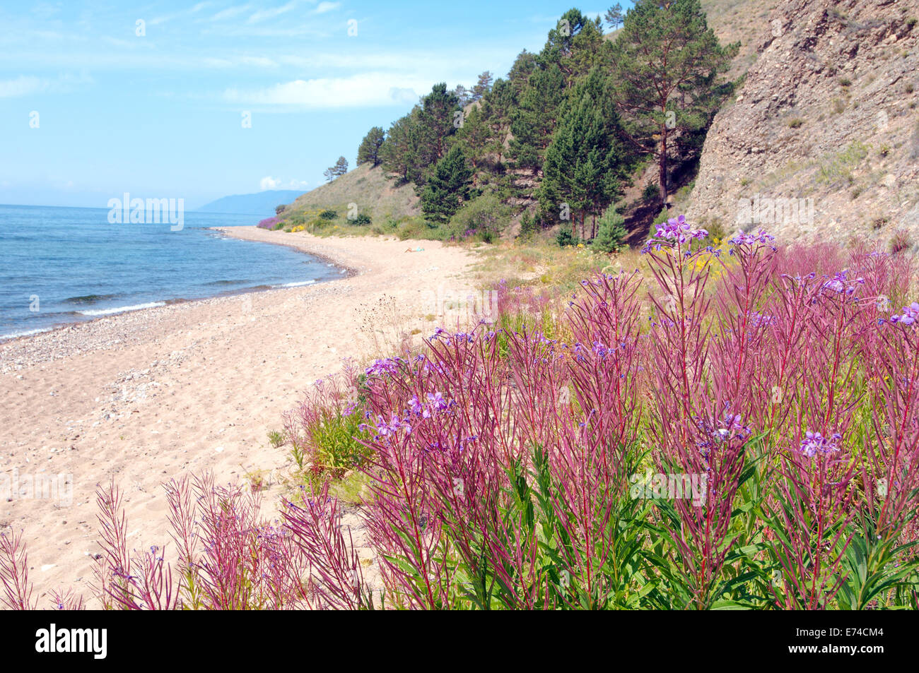 Great willow herb rosebay willowherb hi-res stock photography and ...