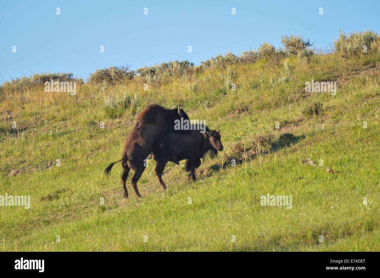 Two bison mating Stock Photo - Alamy