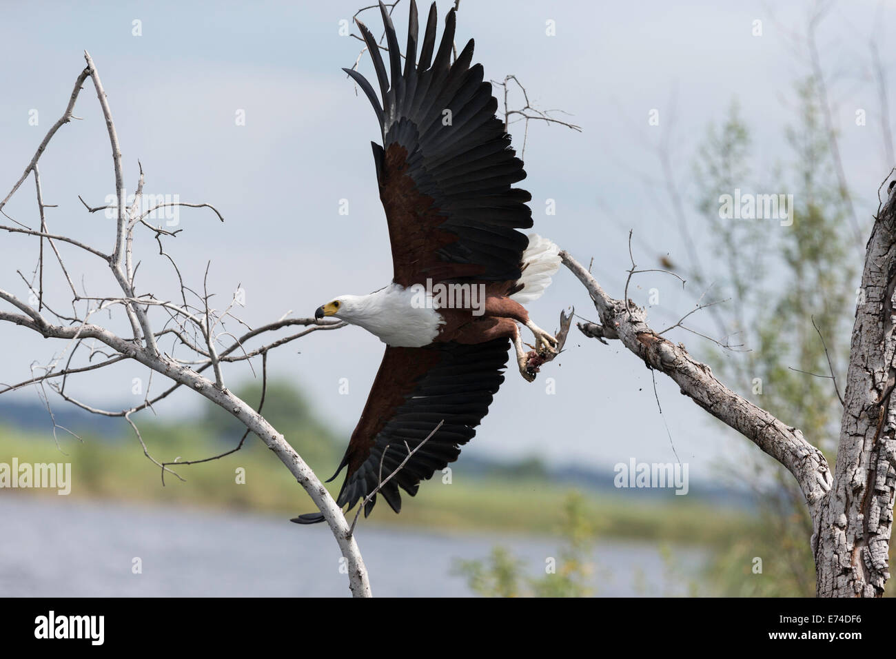 African fish eagle river hi-res stock photography and images - Alamy