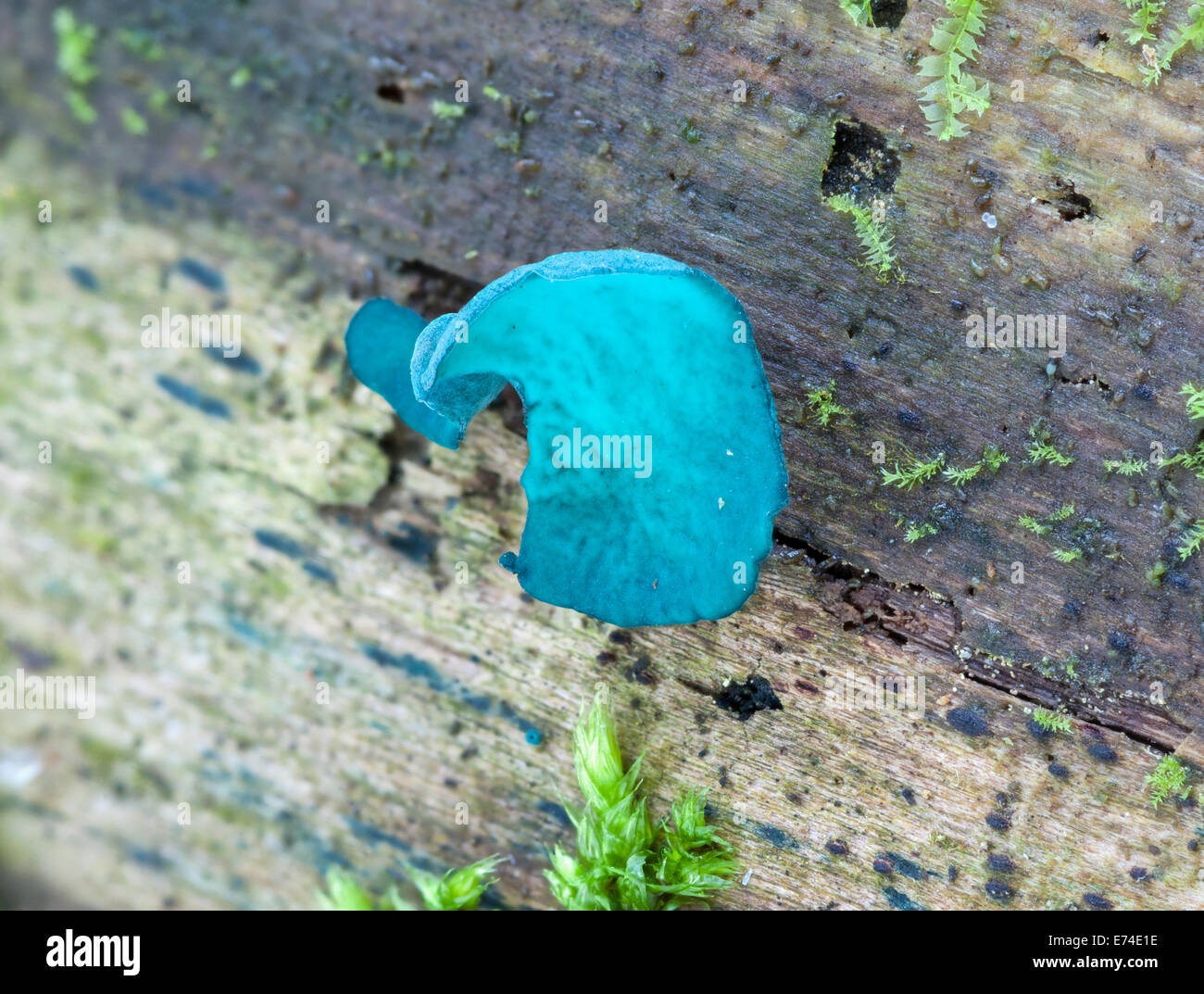 Green Elfcup, Chlorociboria aeruginascens Stock Photo - Alamy