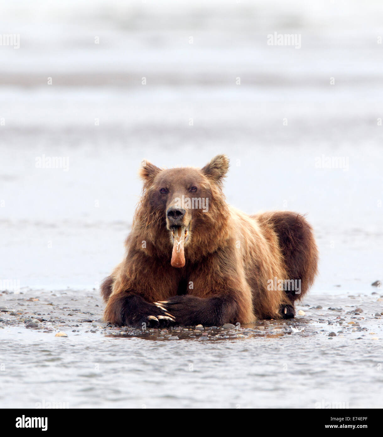 Yawning alaskan brown bear hi-res stock photography and images - Alamy