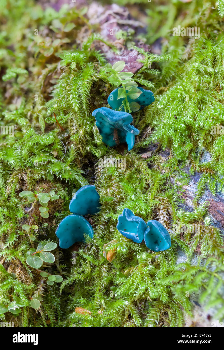 Chlorociboria aeruginascens fungus hi-res stock photography and images ...