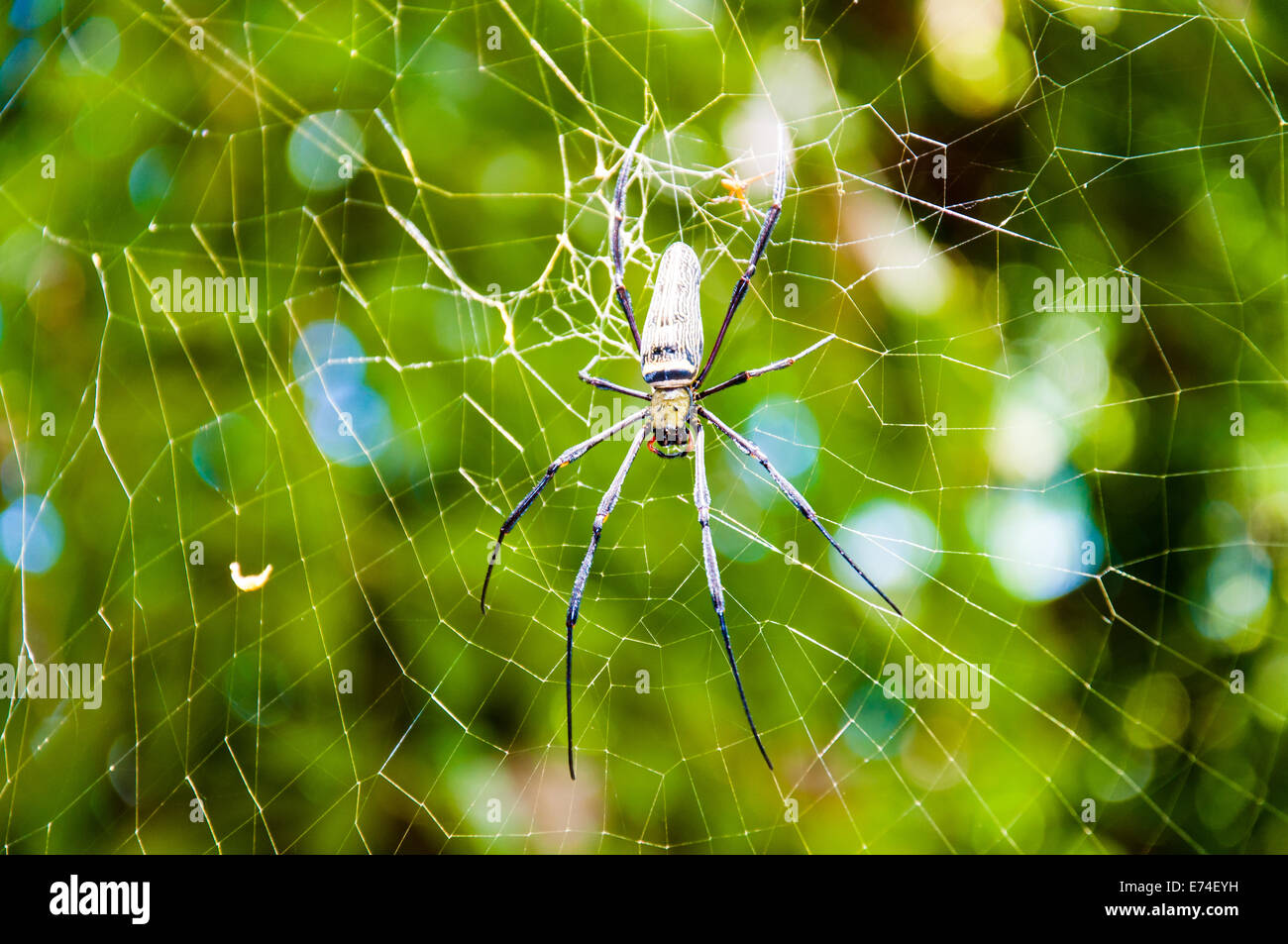 Gold spider silk hi-res stock photography and images - Alamy