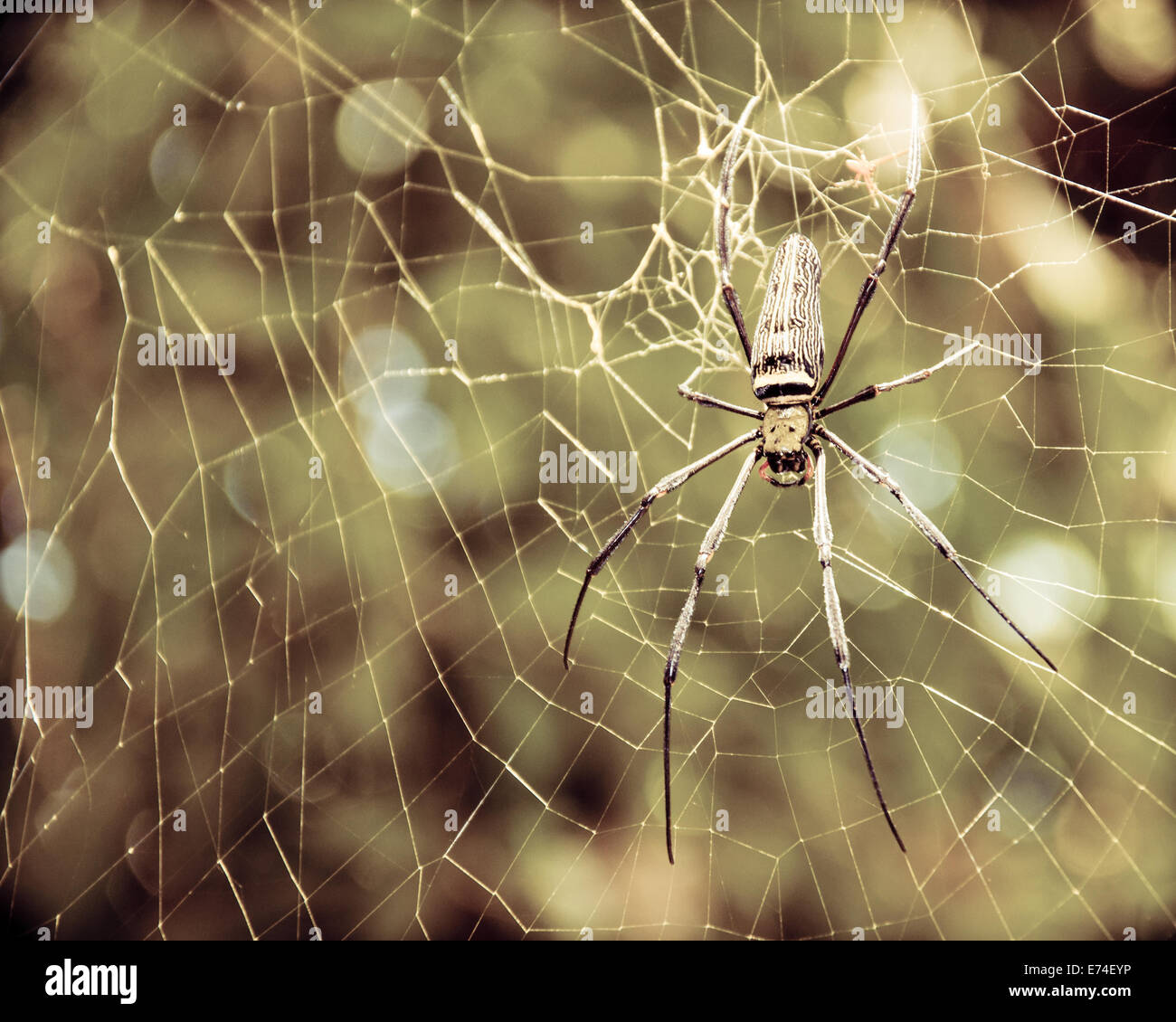 Golden silk orb weaver spider in jungle hi-res stock photography and ...