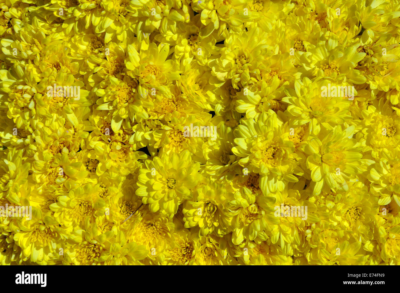 Yellow chrysanthemum flowers Stock Photo - Alamy
