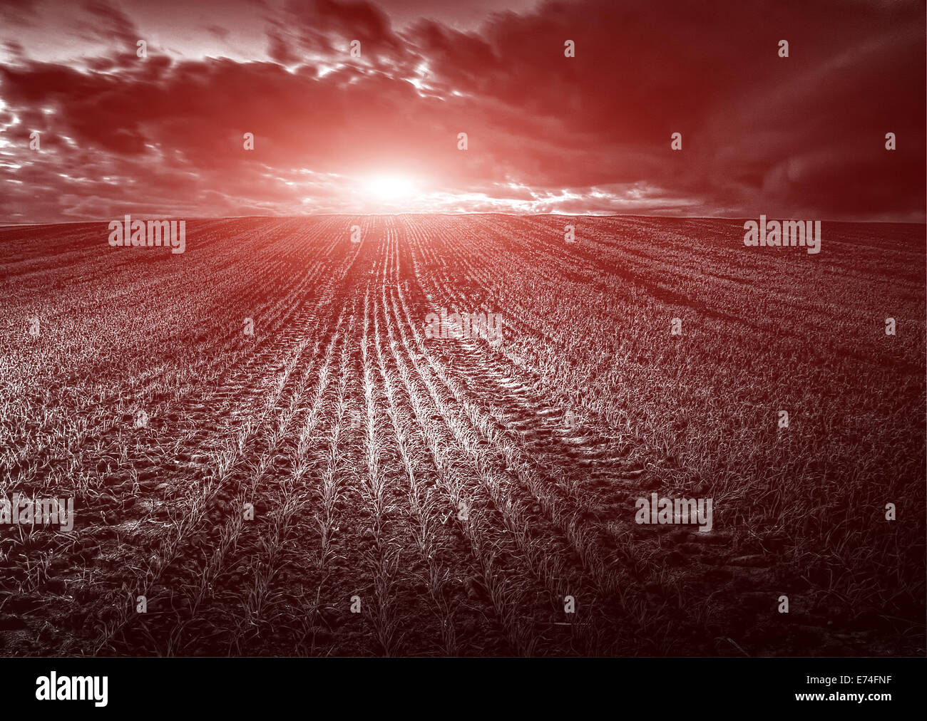 Dark field crops Stock Photo - Alamy