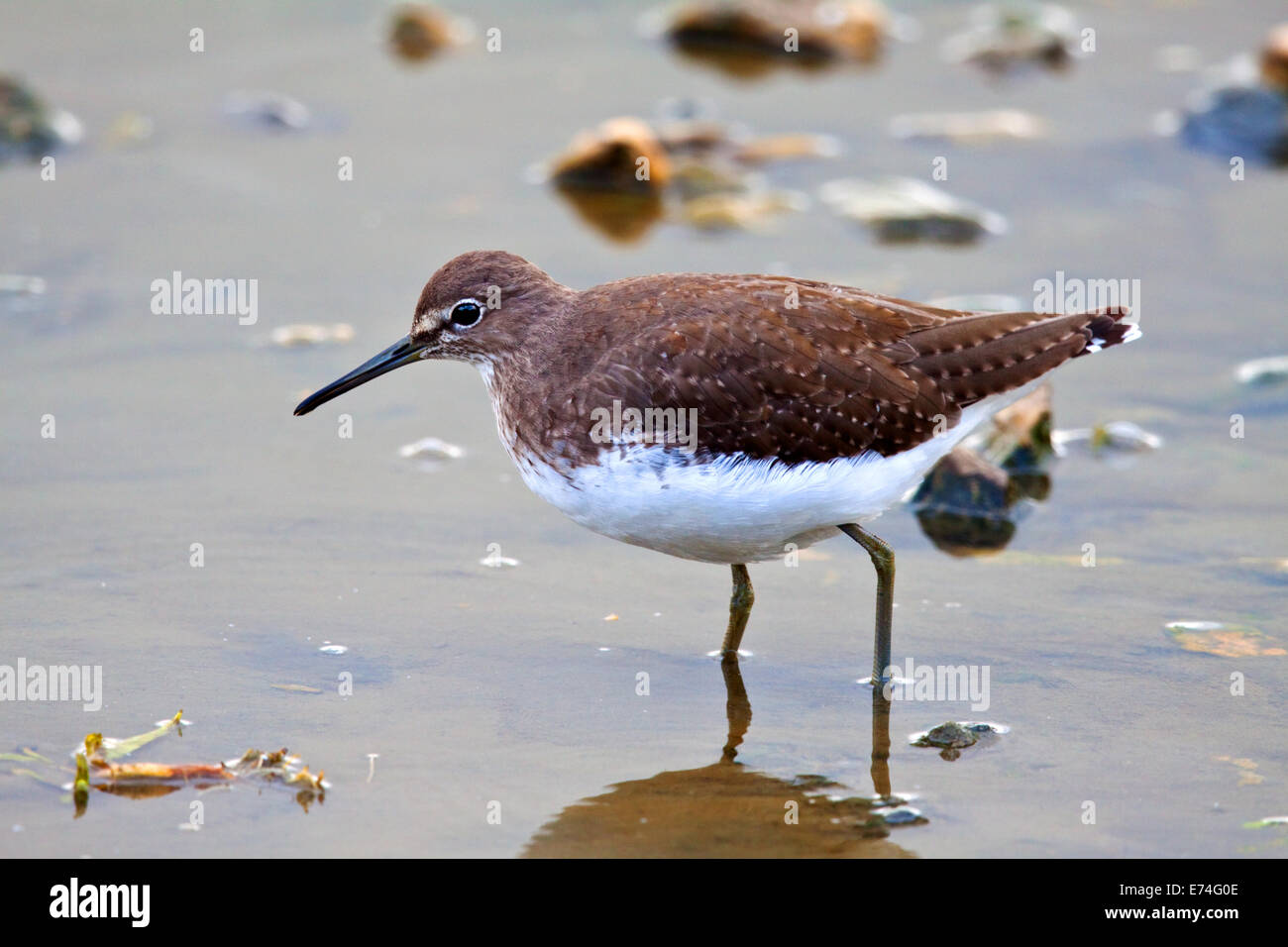Green Sandpiper in close Stock Photo - Alamy