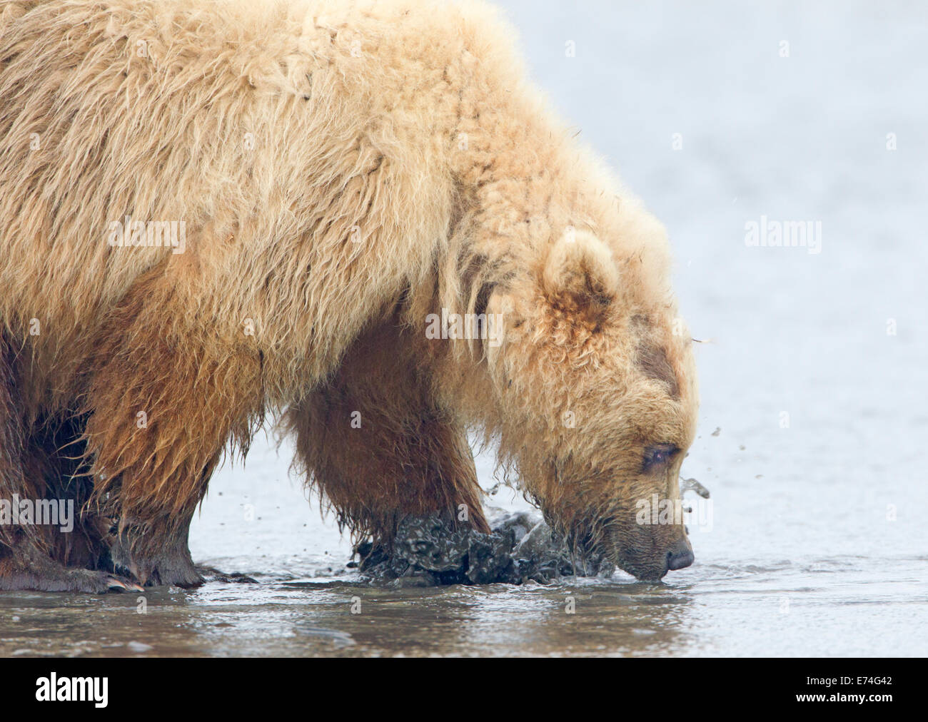 Bear Digging For Clams High Resolution Stock Photography and Images - Alamy