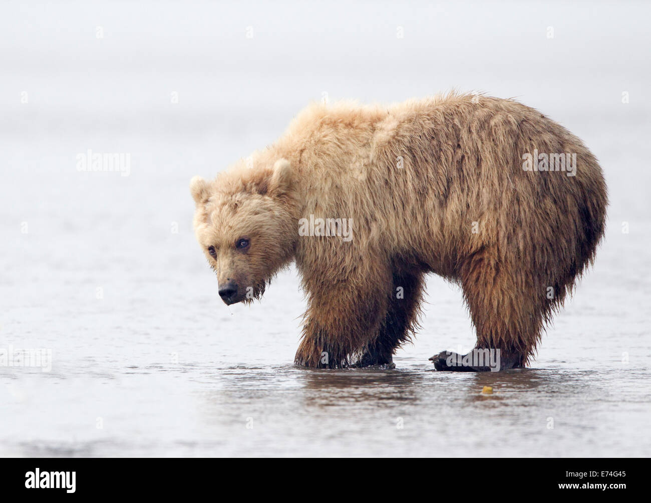 Alaska Brown Bear Digging for Razor Clams Stock Photo - Alamy