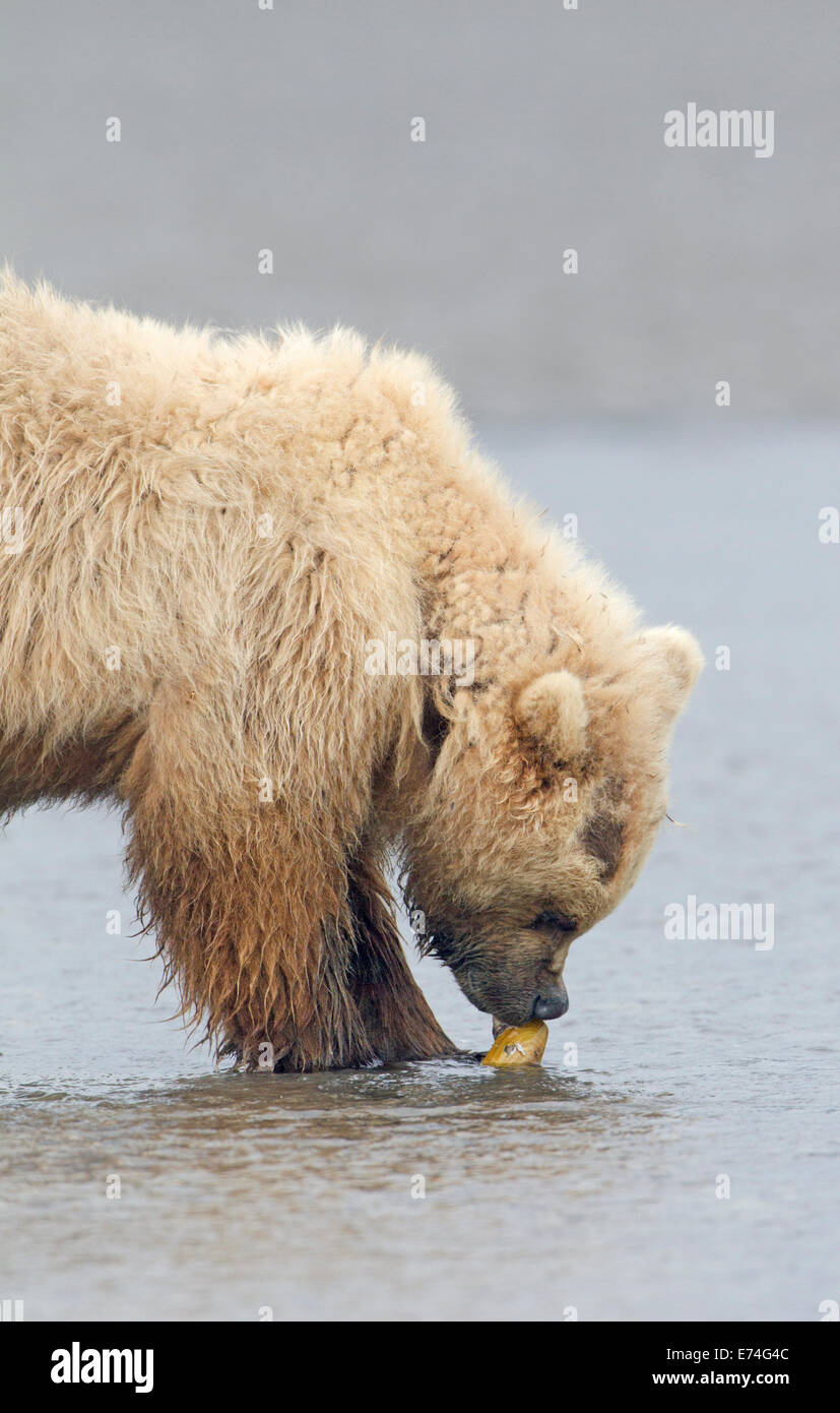 Alaska Blonde Brown Bear Eating Razor Clam Stock Photo - Alamy